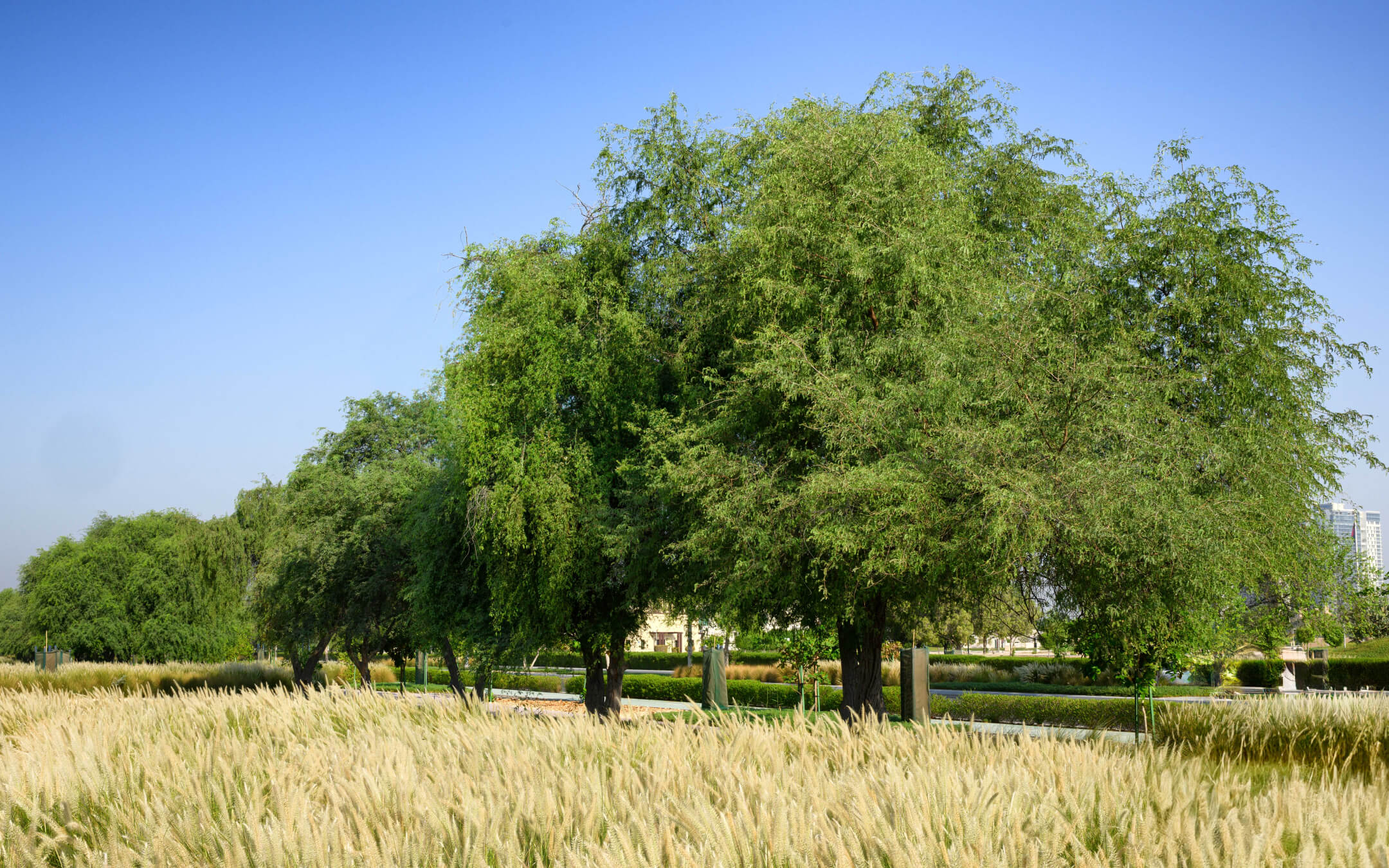 DMT (Department of Municipalities and Transport) | Bloom Landscape